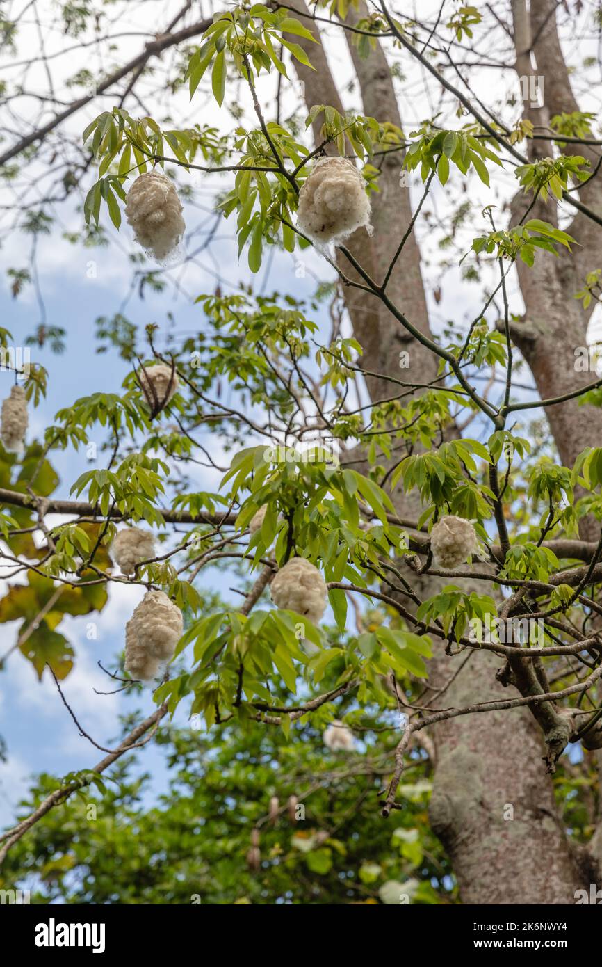 White Silk Cotton Tree Hi-res Stock Photography And Images, 43% OFF