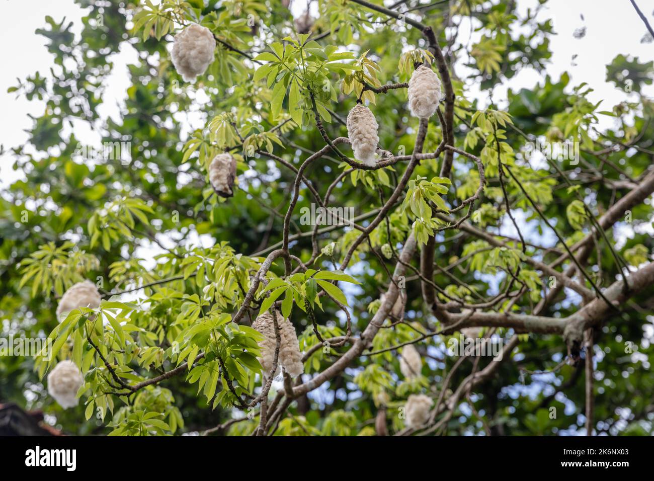 Branches with hanging fibers of dehisced fruit of Cotton tree or Kapok ...