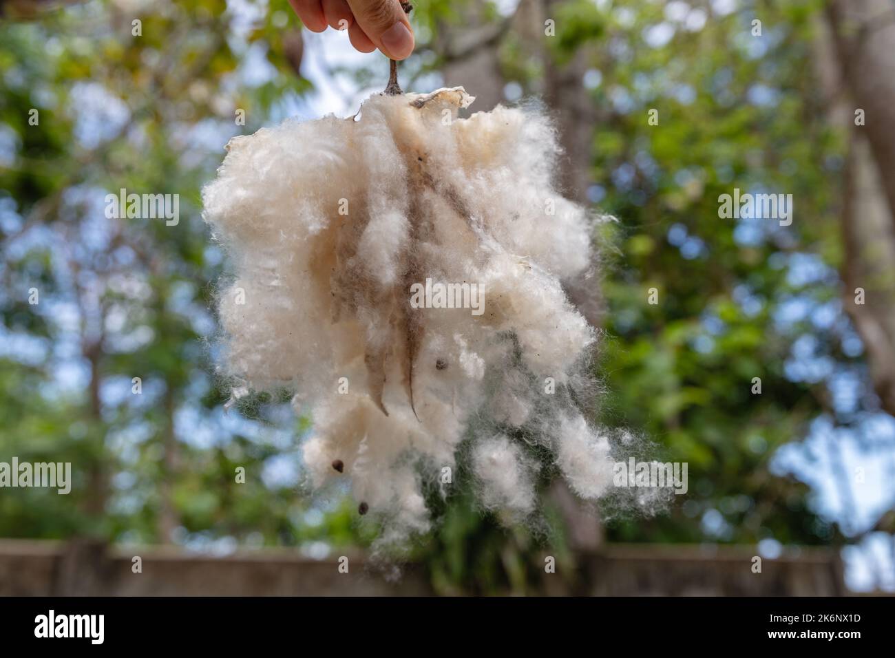 Hand holding fibers of dehisced fruit of Cotton tree or Kapok (Ceiba ...