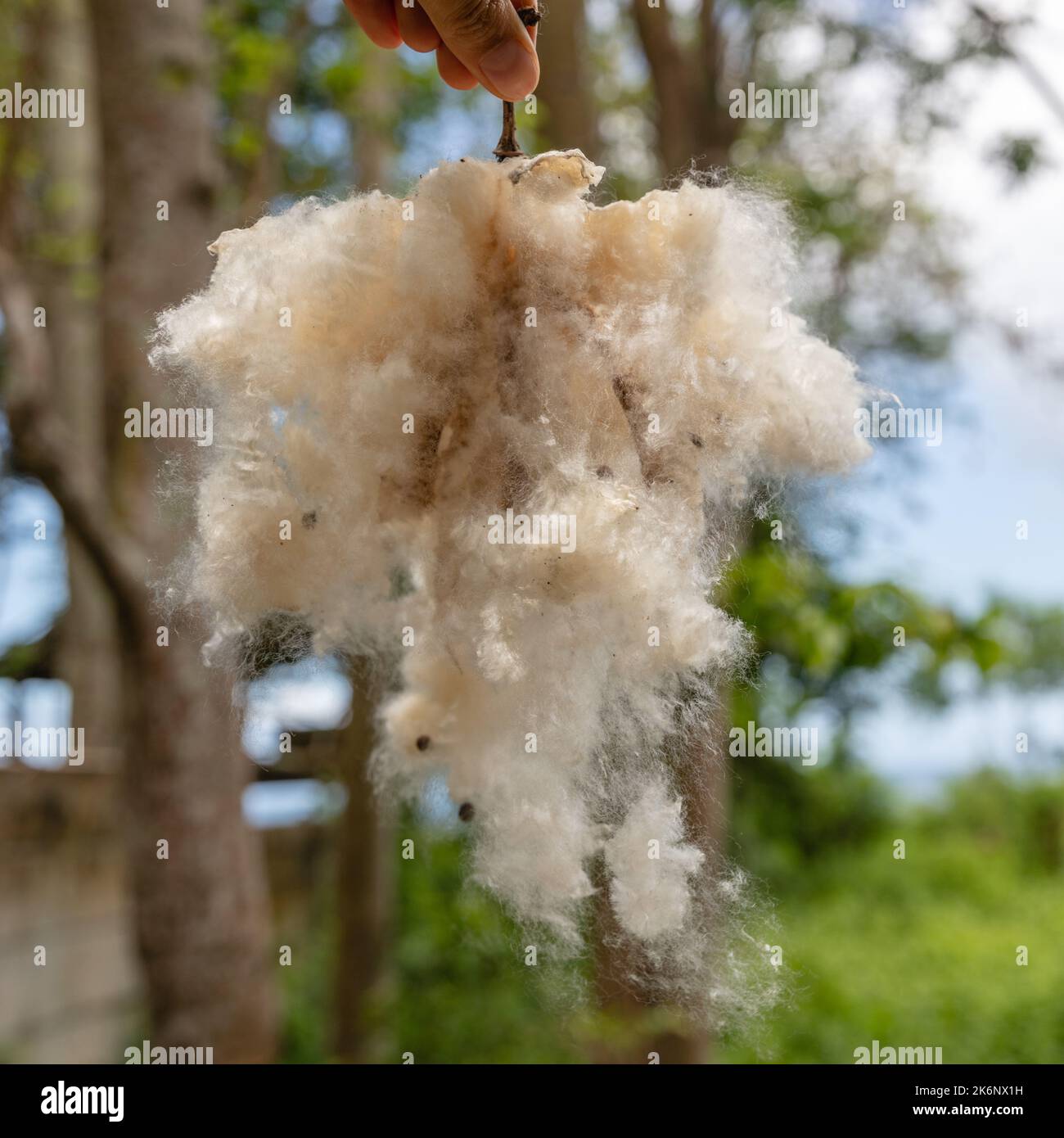 Hand holding fibers of dehisced fruit of Cotton tree or Kapok (Ceiba ...