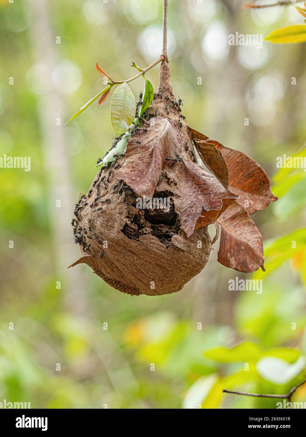 Nest of Long-waisted Honey Wasps of the Subgenus Myrapetra Stock Photo ...