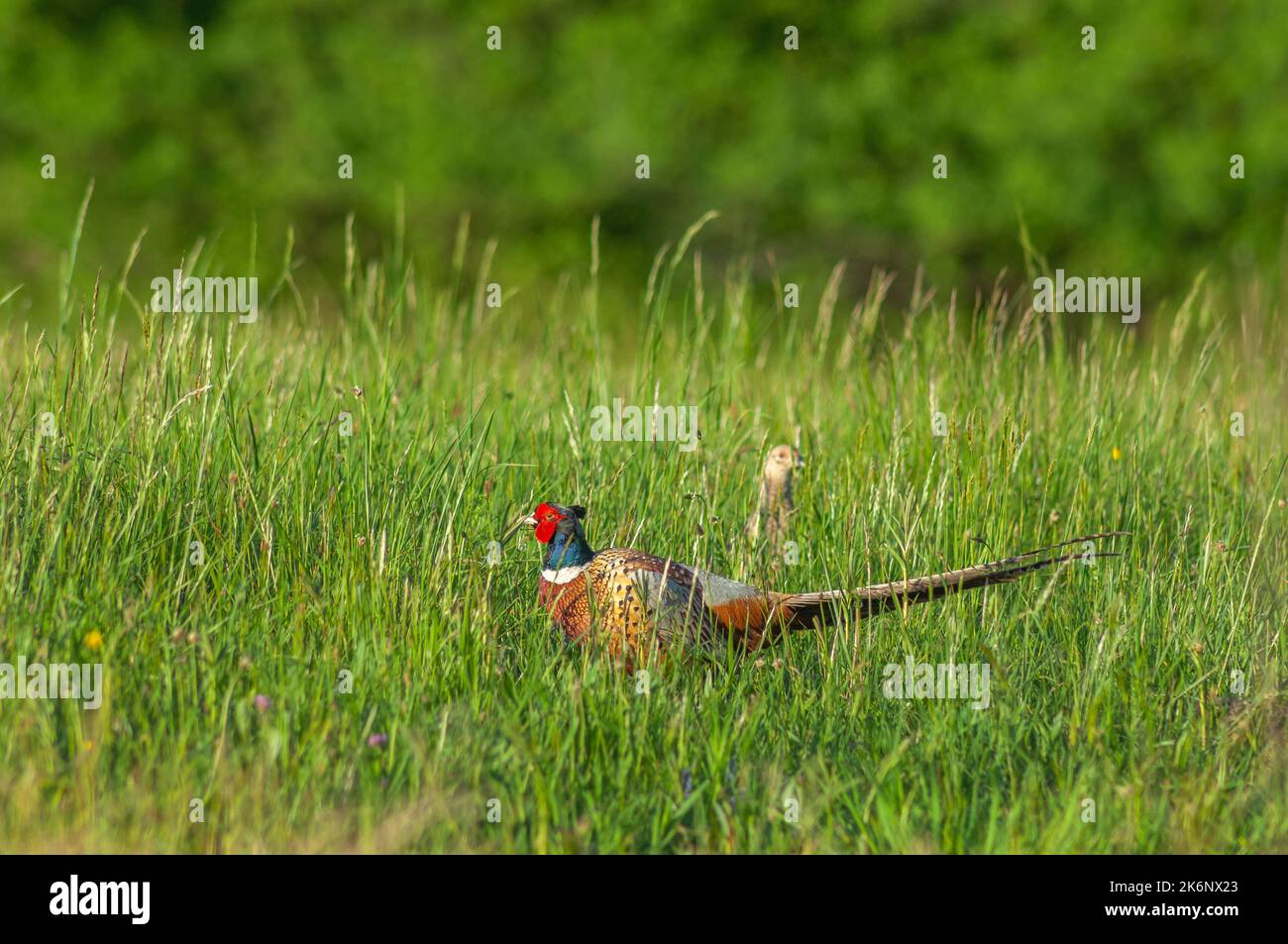 Common Pheasant (Phasianus colchicus) on display to be noticed by a ...