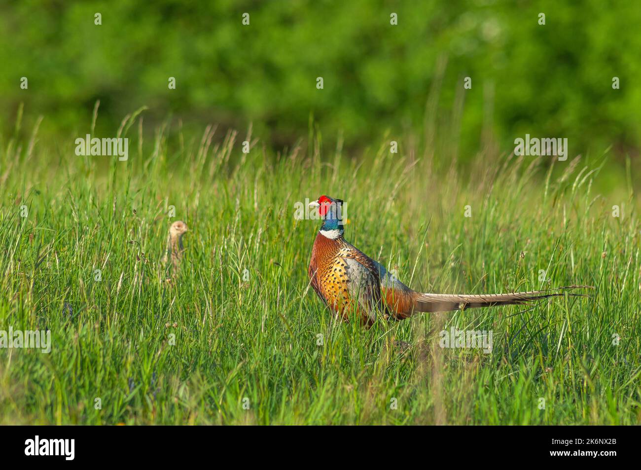 Common Pheasant (Phasianus colchicus) on display to be noticed by a ...