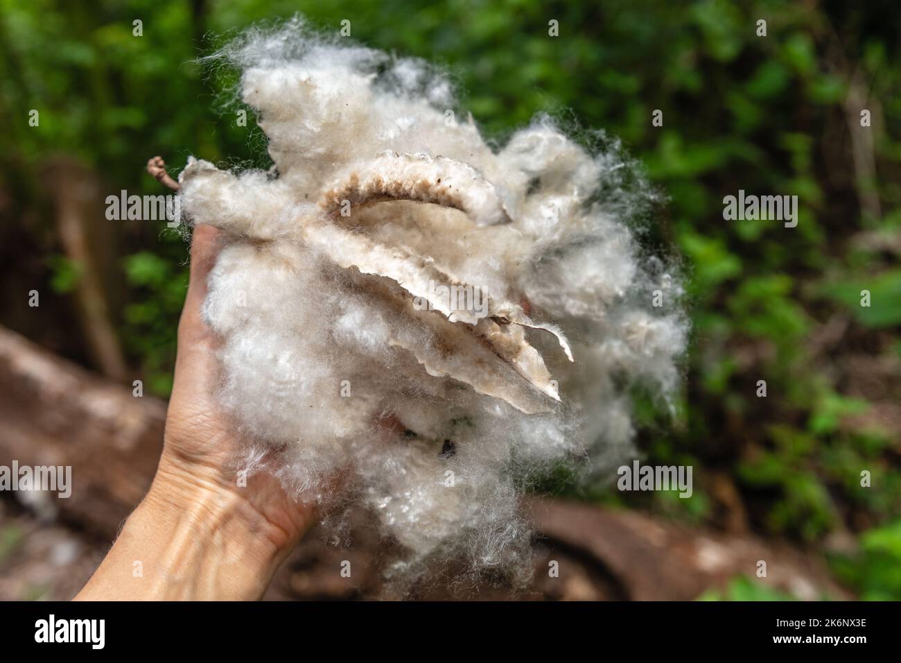 Hand holding fibes of dehisced fruit of Cotton tree or Kapok (Ceiba ...