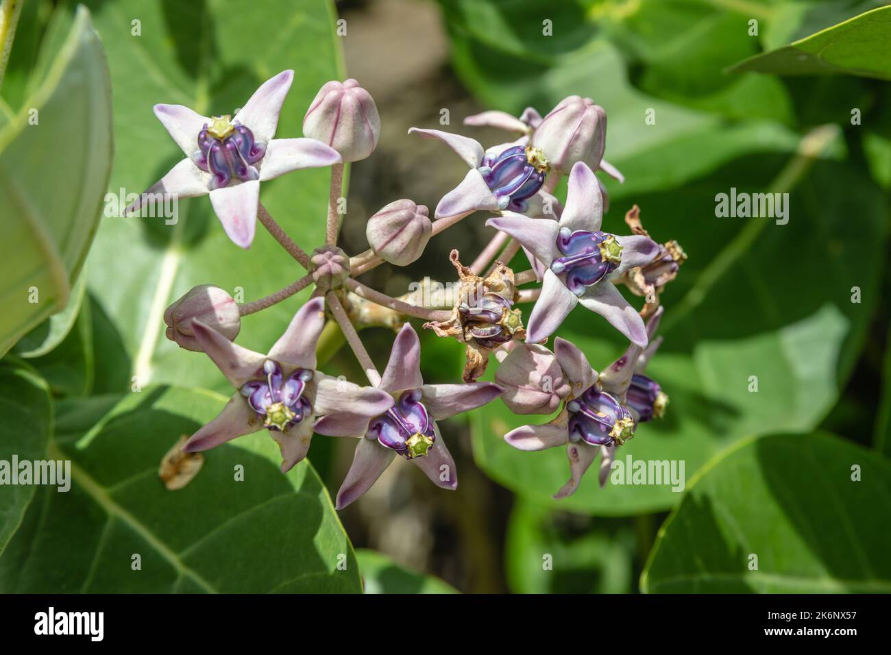 Blooming Calotropis gigantea or Crown Flower, Bukit, Bali, Indonesia ...