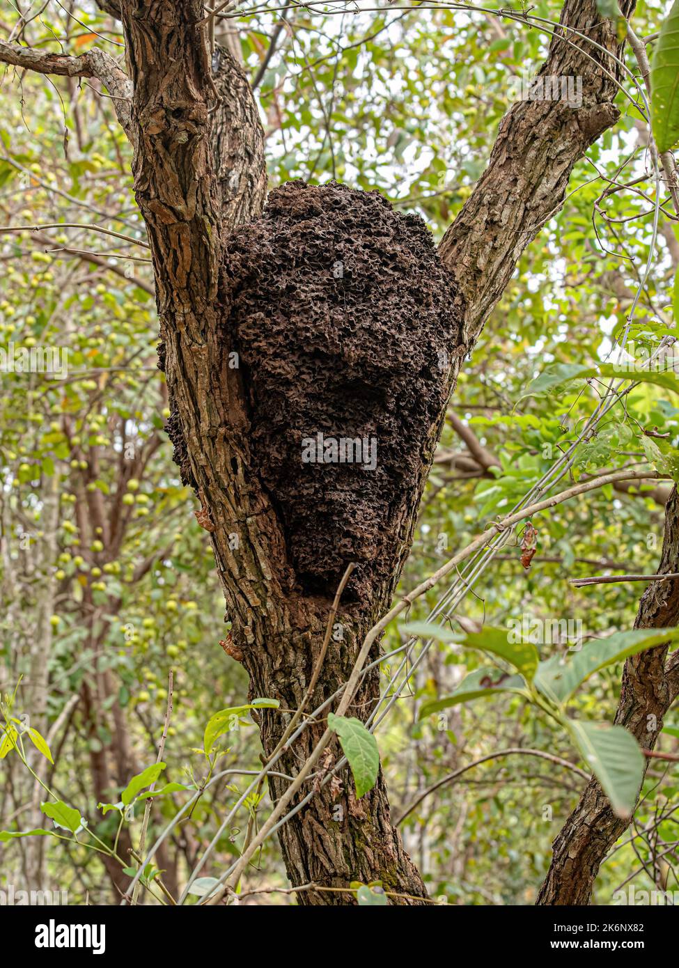 Nasute Termites Nest of the Genus Nasutitermes Stock Photo - Alamy