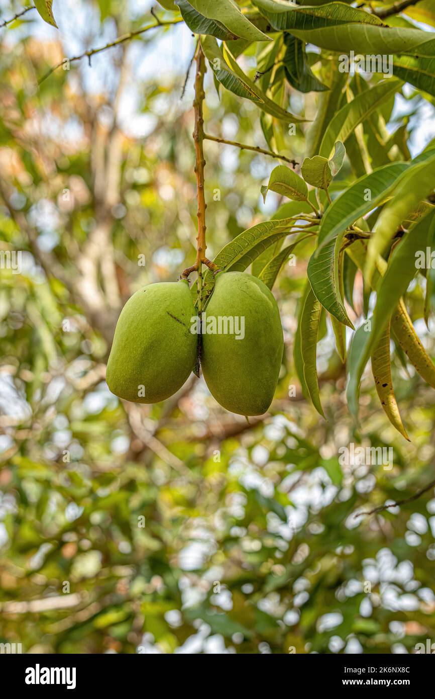 Mango tree of the species Mangifera indica with fruits Stock Photo - Alamy