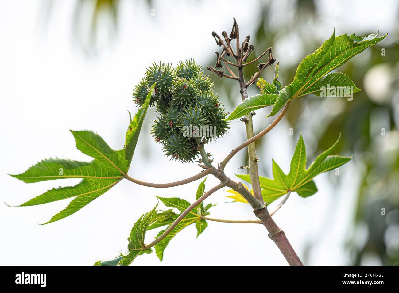 Green Castor Bean Plant of the species Ricinus communis Stock Photo - Alamy