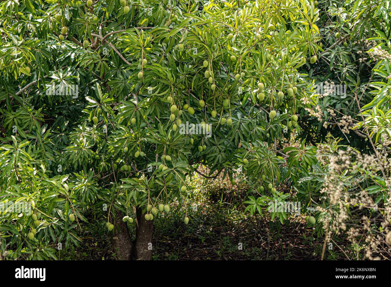 Mango tree of the species Mangifera indica with fruits Stock Photo - Alamy