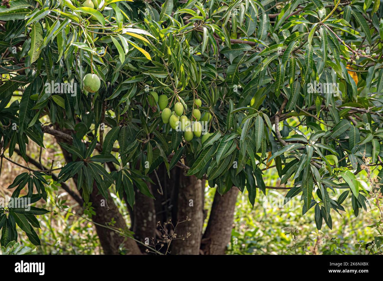 Mango tree of the species Mangifera indica with fruits Stock Photo - Alamy