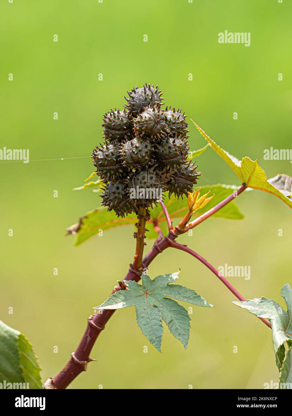 Green Castor Bean Plant of the species Ricinus communis Stock Photo - Alamy