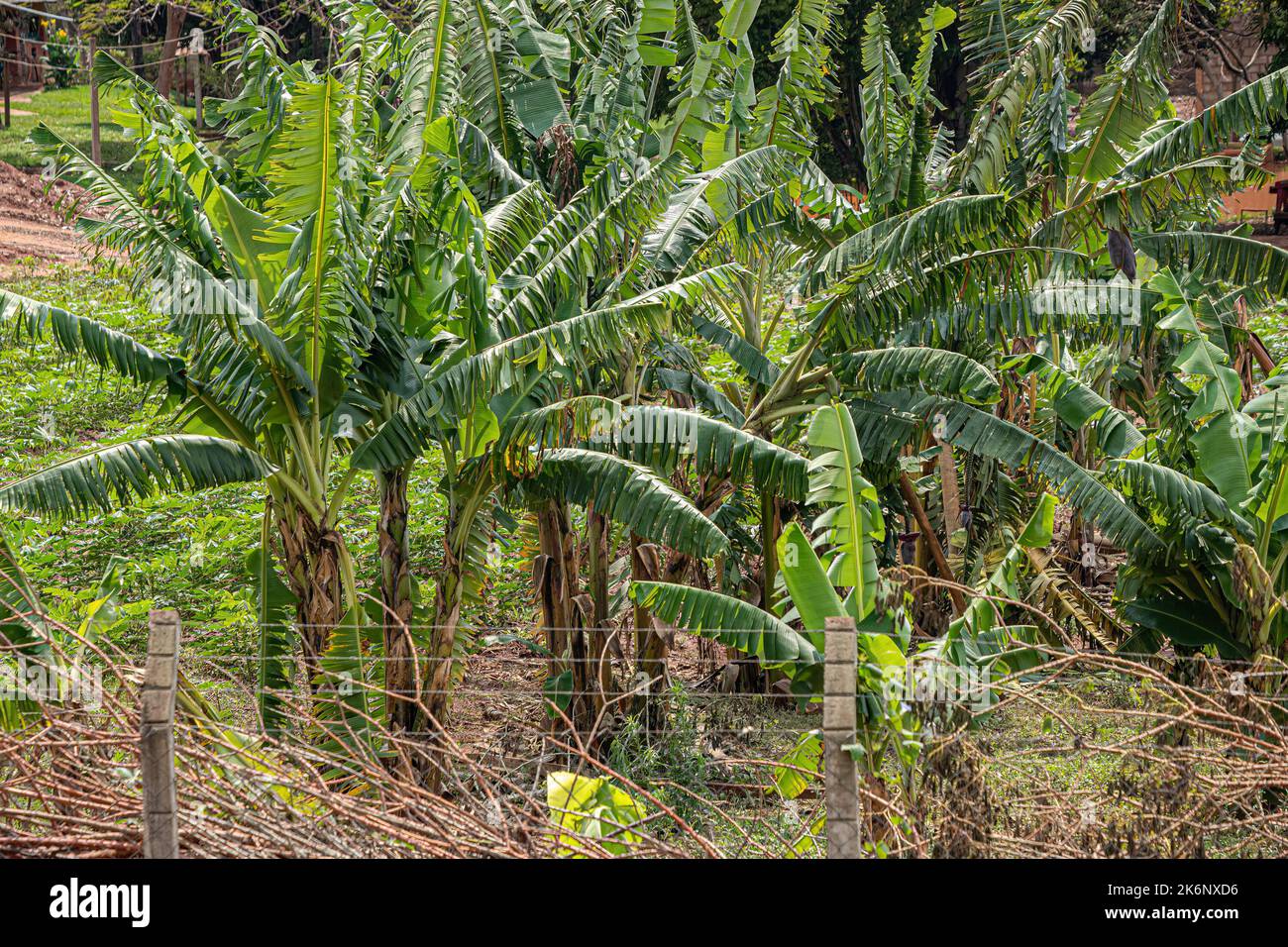 small plantation with some banana trees in closeup Stock Photo - Alamy