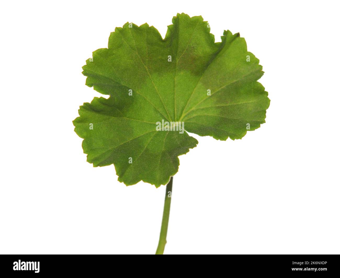 Single green leaf of garden geranium isolated on white Stock Photo - Alamy
