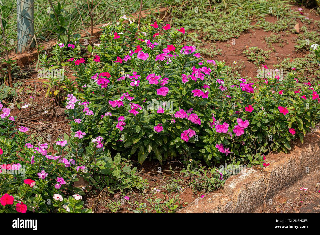 Pink Madagascar Periwinkle Flower of the species Catharanthus roseus ...