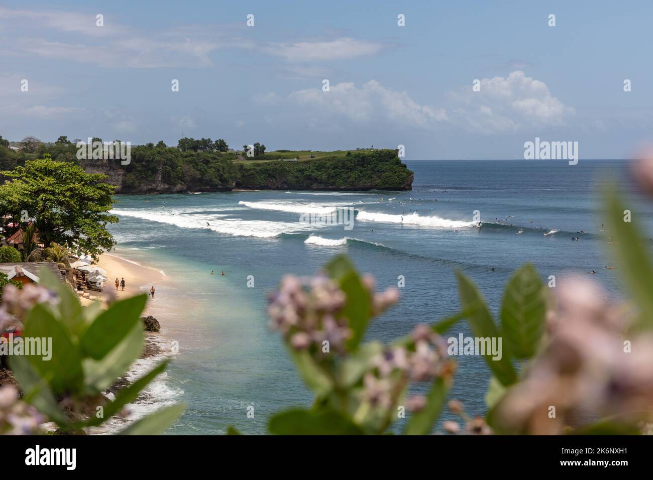 View of the ocean from Balangan cliff viewpoint through Calotropis ...