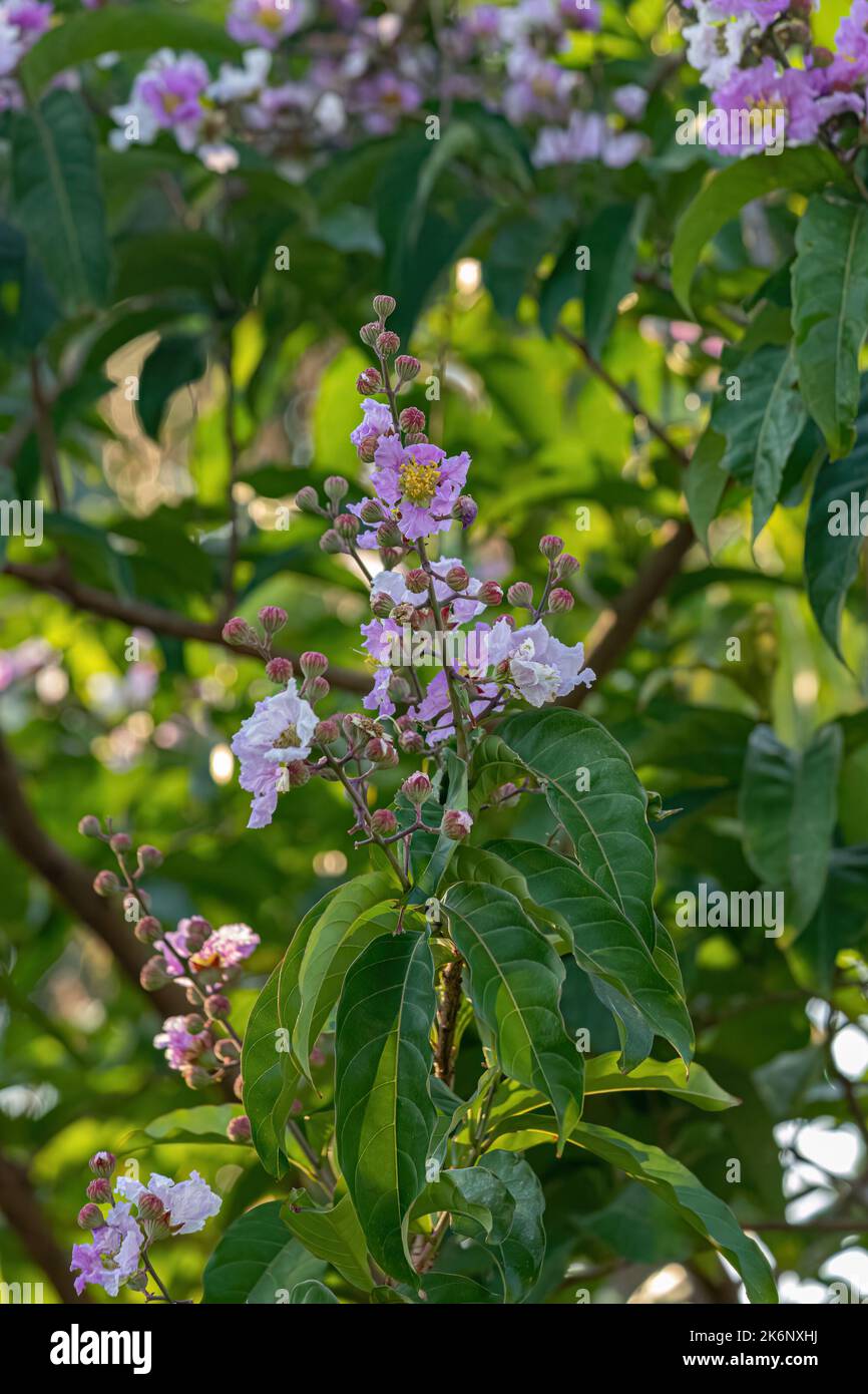 Giant Crape-Myrtle Tree of the species Lagerstroemia speciosa Stock ...