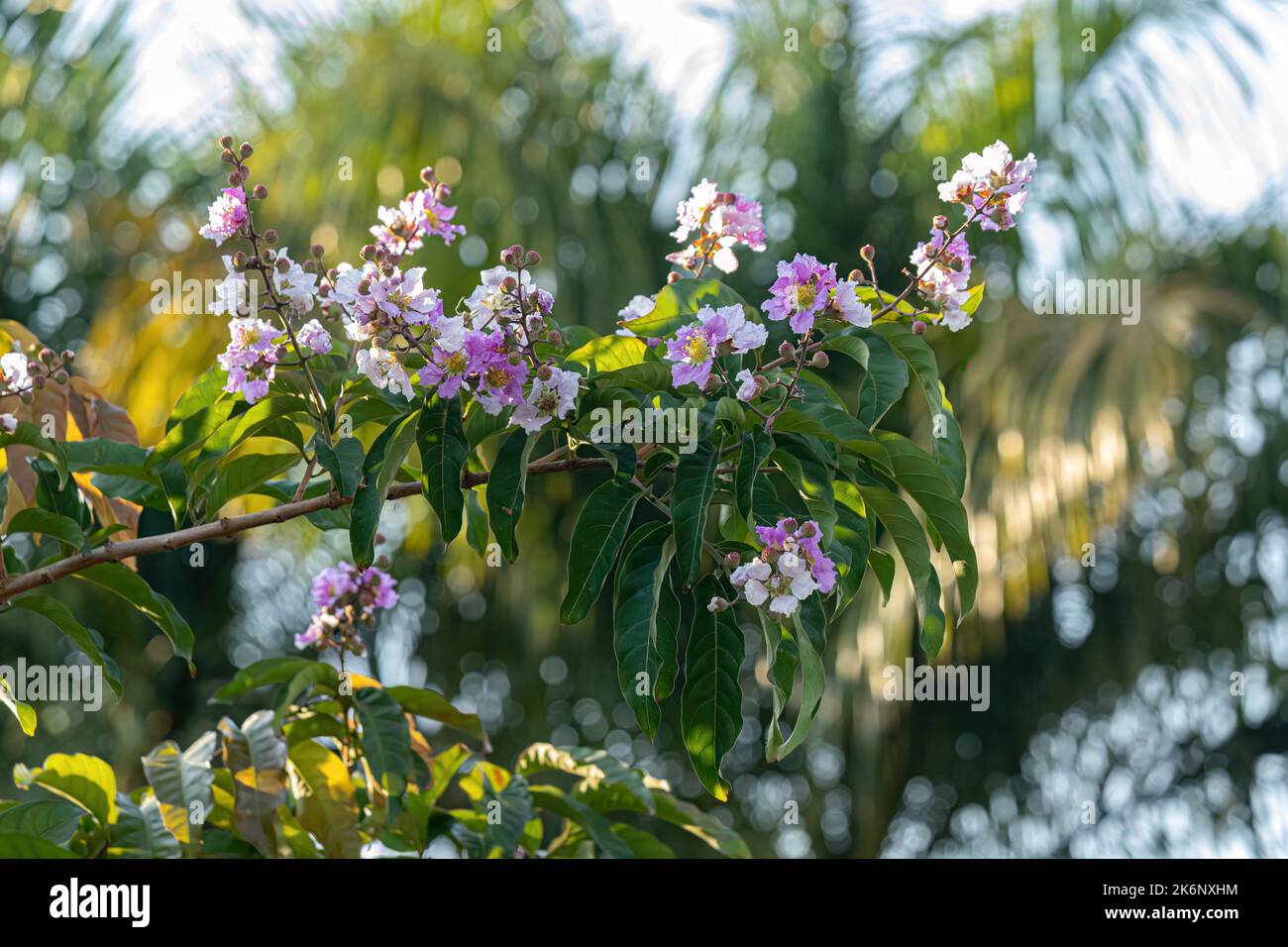 Giant Crape-Myrtle Tree of the species Lagerstroemia speciosa Stock ...
