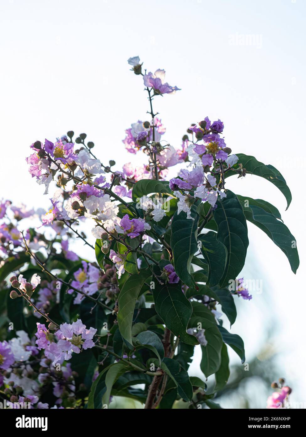 Giant Crape-Myrtle Tree of the species Lagerstroemia speciosa Stock ...