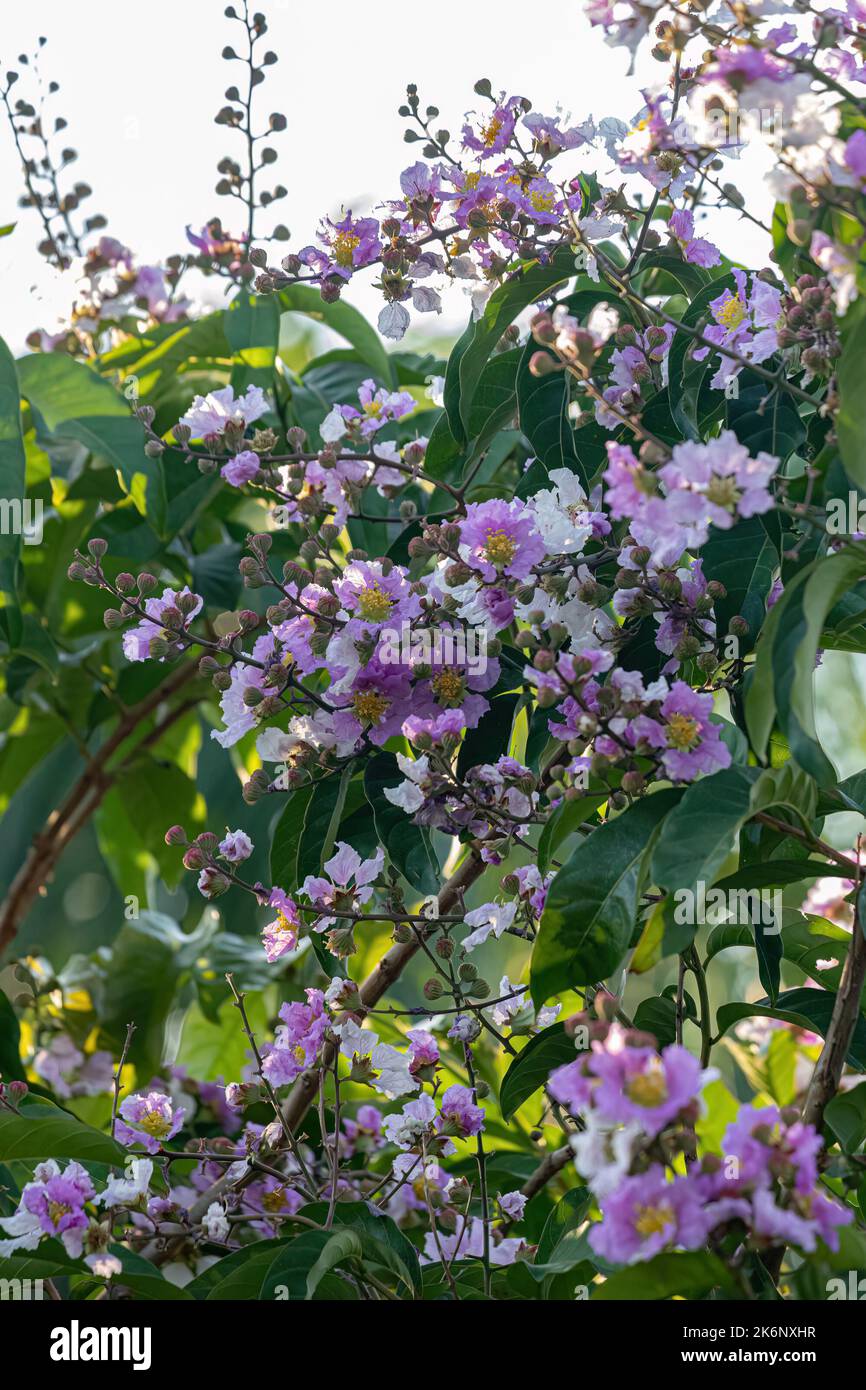 Giant Crape-Myrtle Tree of the species Lagerstroemia speciosa Stock ...