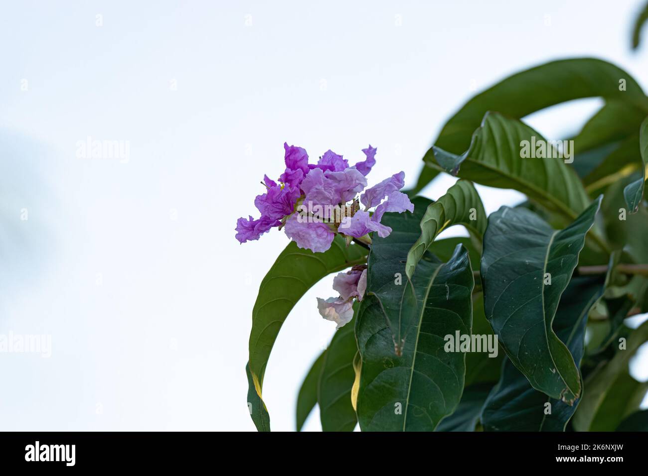 Giant crape myrtle flower hi-res stock photography and images - Alamy