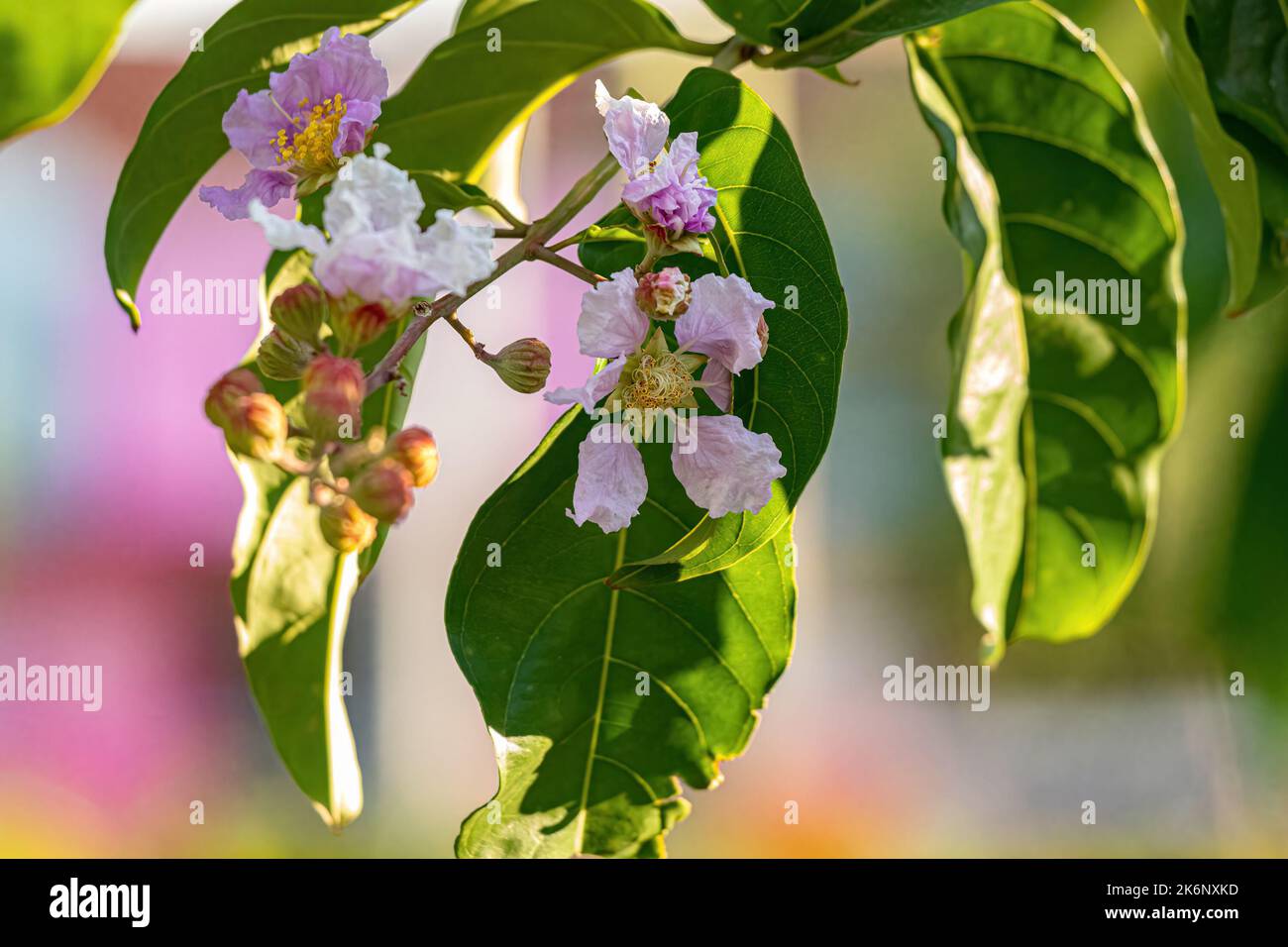 Giant Crape-Myrtle Tree of the species Lagerstroemia speciosa Stock ...
