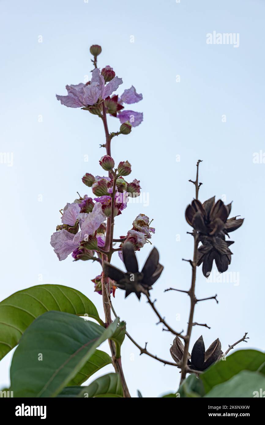 Giant Crape-Myrtle Tree of the species Lagerstroemia speciosa Stock ...