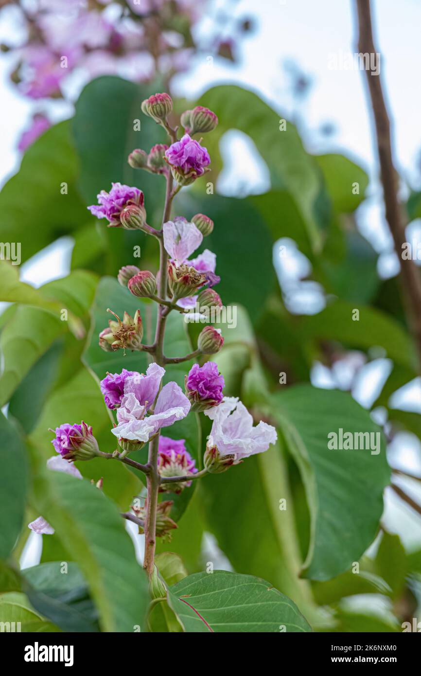 Giant Crape-Myrtle Tree of the species Lagerstroemia speciosa Stock ...