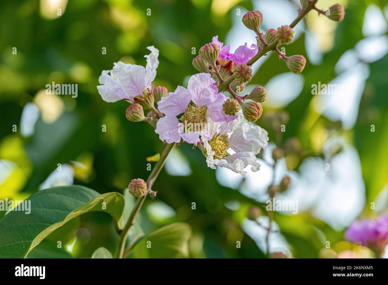 Giant Crape-Myrtle Tree of the species Lagerstroemia speciosa Stock ...