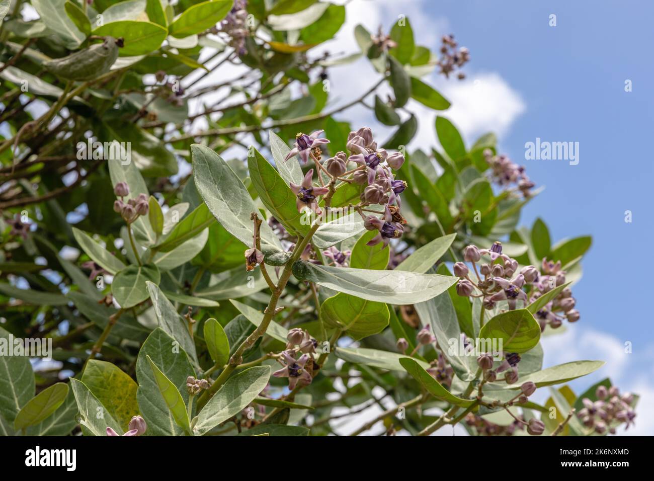 Blooming Calotropis gigantea or Crown Flower, Bukit, Bali, Indonesia ...