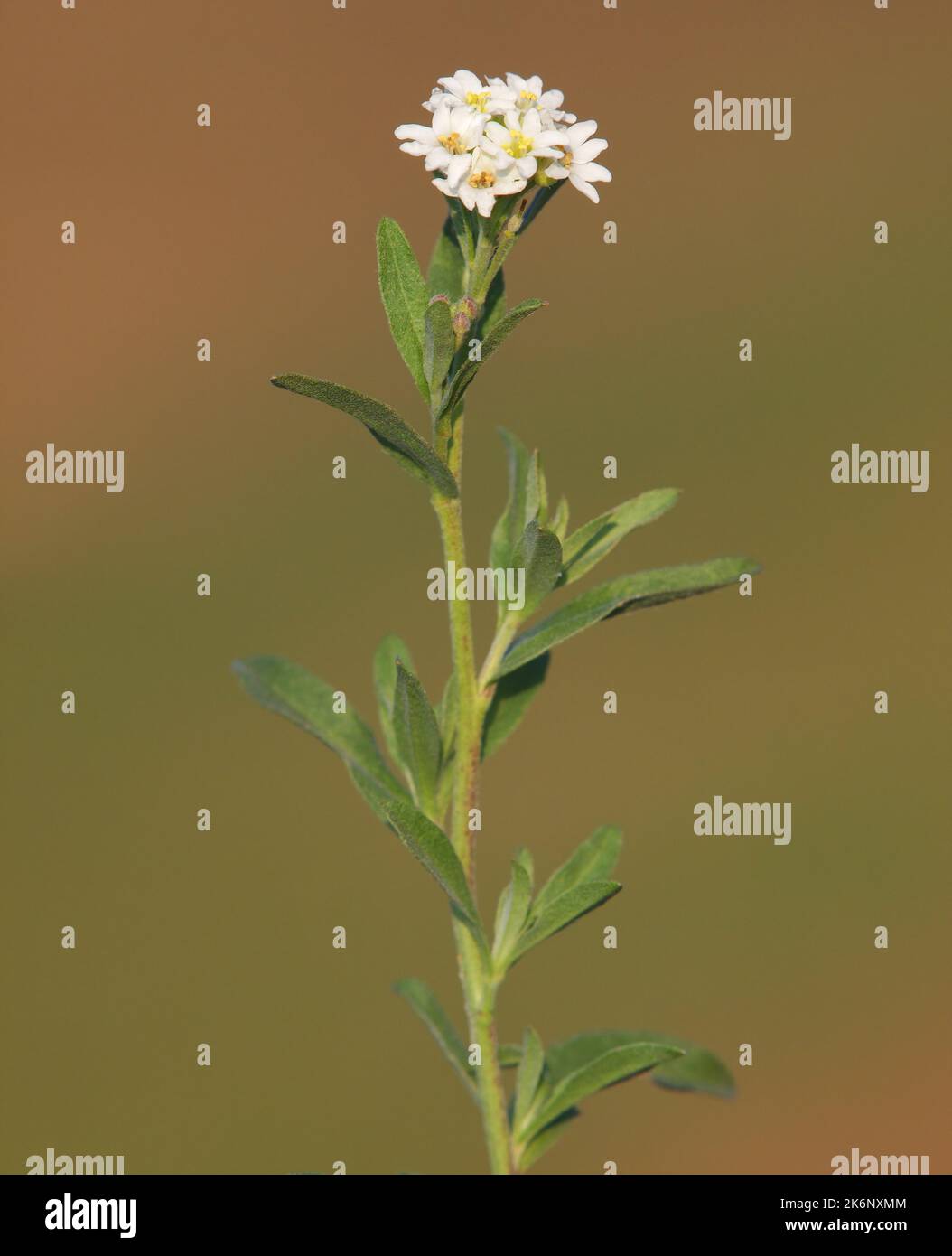 White flower of Hoary alyssum. Berteroa incana Stock Photo - Alamy