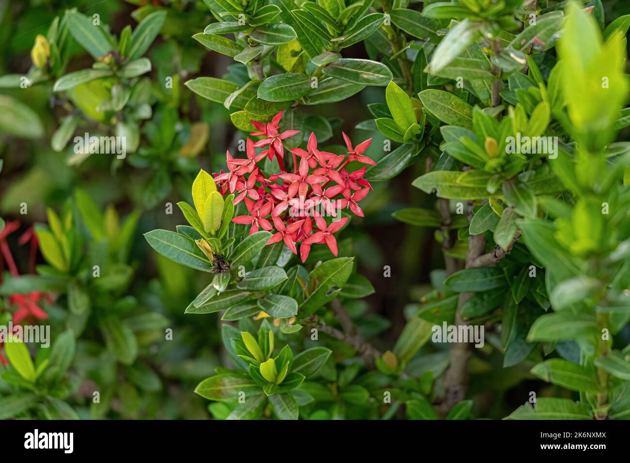 Red Jungle Flame Plant Flower of the species Ixora coccinea Stock Photo ...