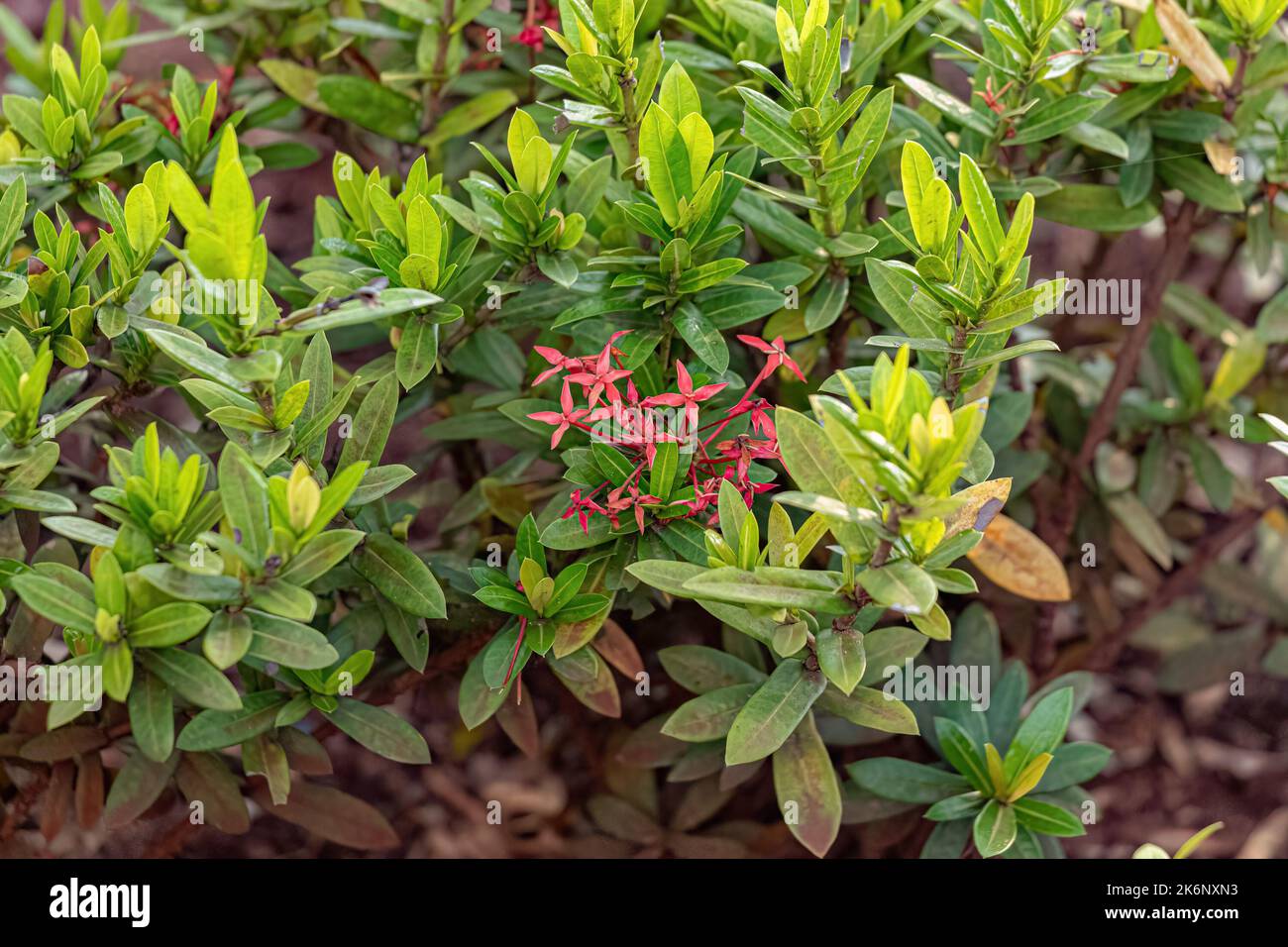 Red Jungle Flame Plant Flower of the species Ixora coccinea Stock Photo ...