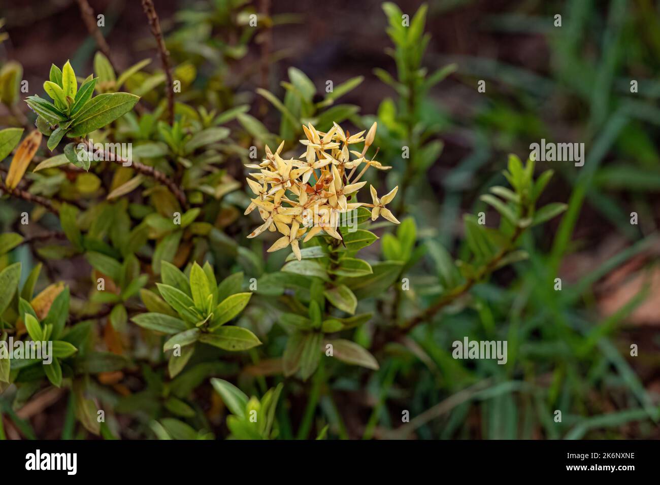 Yellow Jungle Flame Plant Flower of the species Ixora coccinea Stock ...