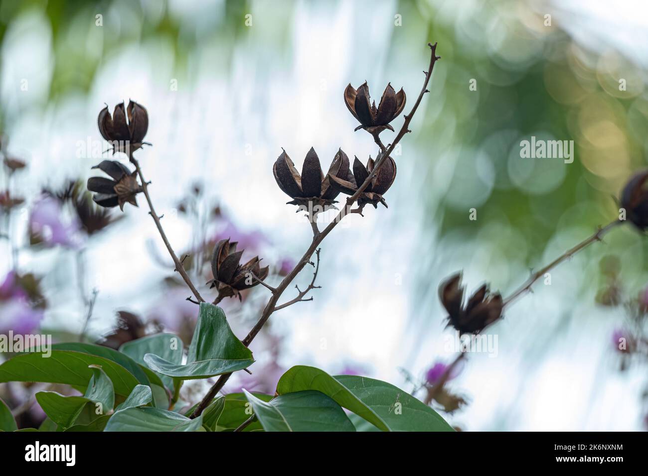 Giant Crape-Myrtle Tree of the species Lagerstroemia speciosa Stock ...