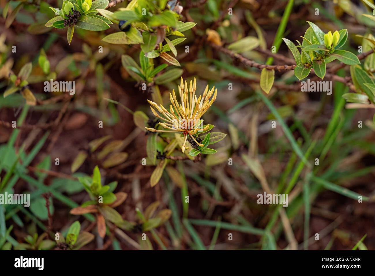 Yellow Jungle Flame Plant Flower of the species Ixora coccinea Stock ...