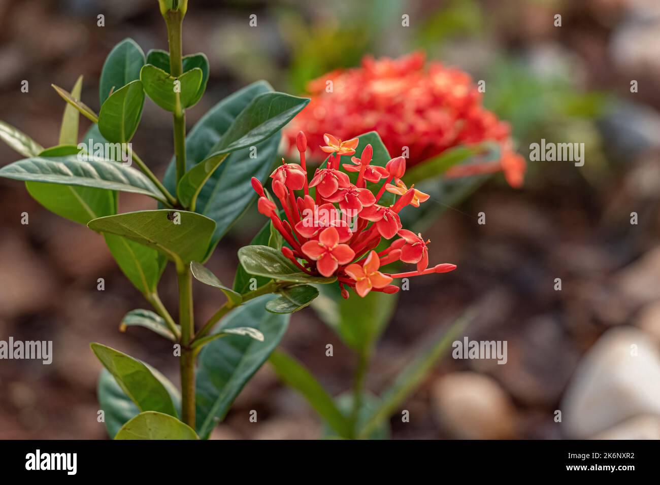 Red Jungle Flame Plant Flower of the species Ixora coccinea Stock Photo ...