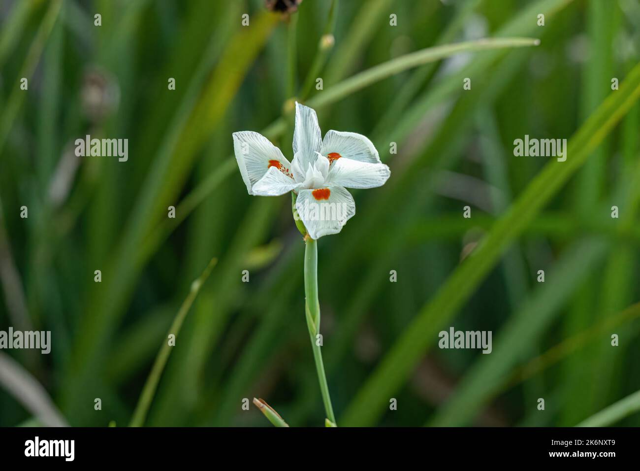 Small Fortnight Lily White Flower of the species Dietes iridioides ...