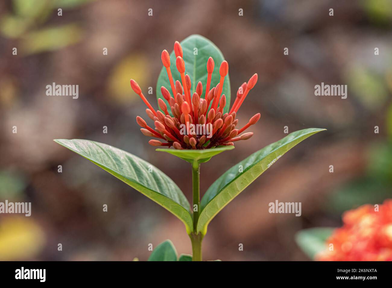 Red Jungle Flame Plant Flower of the species Ixora coccinea Stock Photo ...