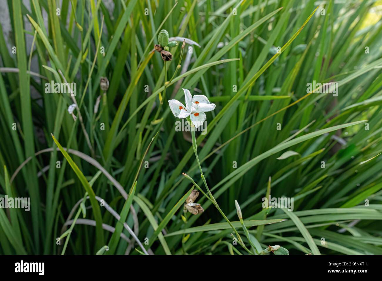 Small Fortnight Lily White Flower of the species Dietes iridioides ...