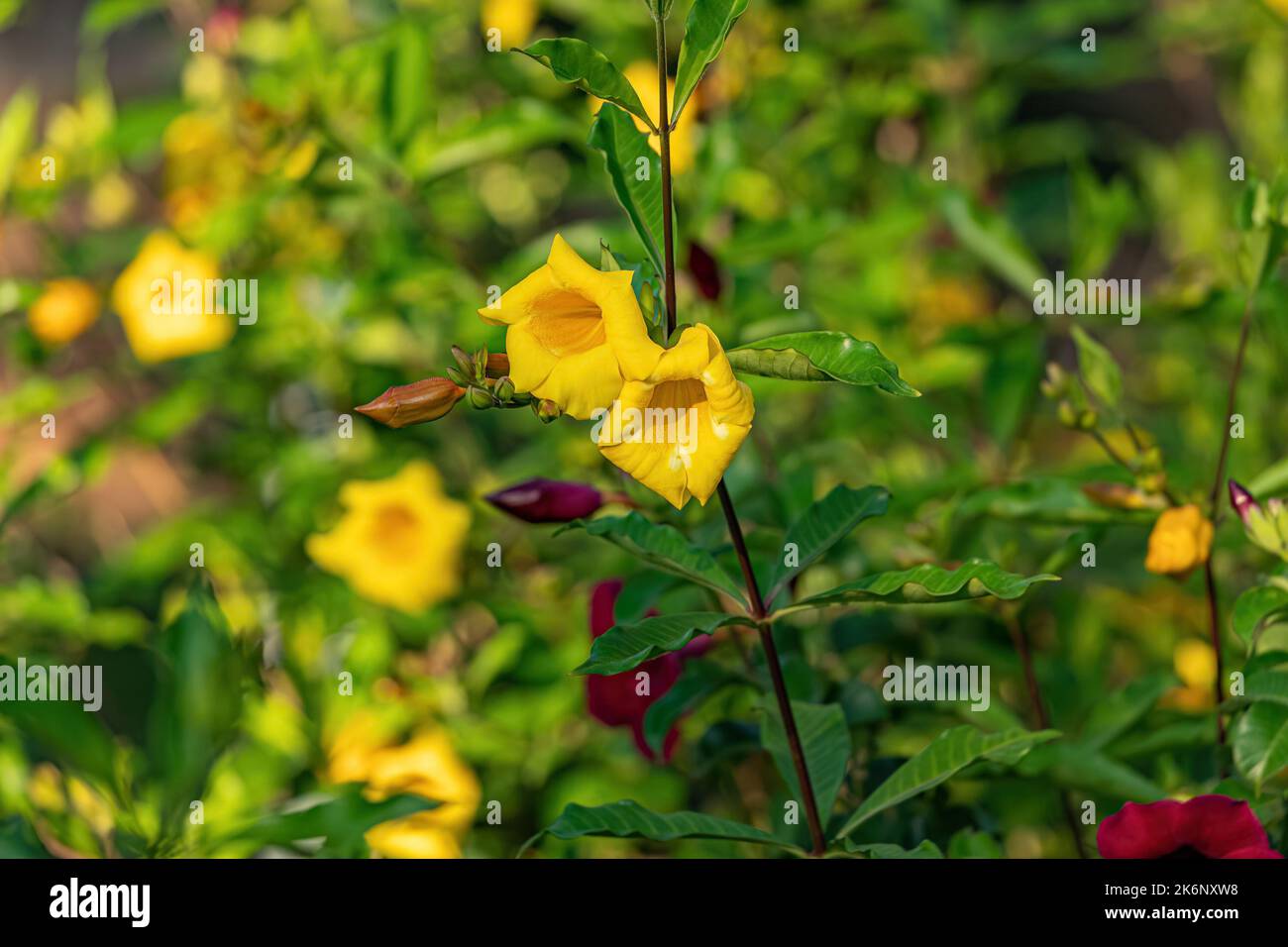 Allamanda Flowering Plant of the species Allamanda Stock Photo - Alamy
