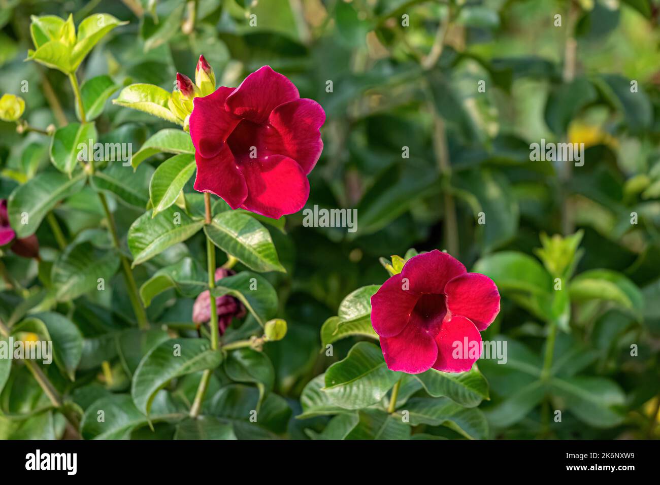 Allamanda Flowering Plant of the species Allamanda Stock Photo - Alamy