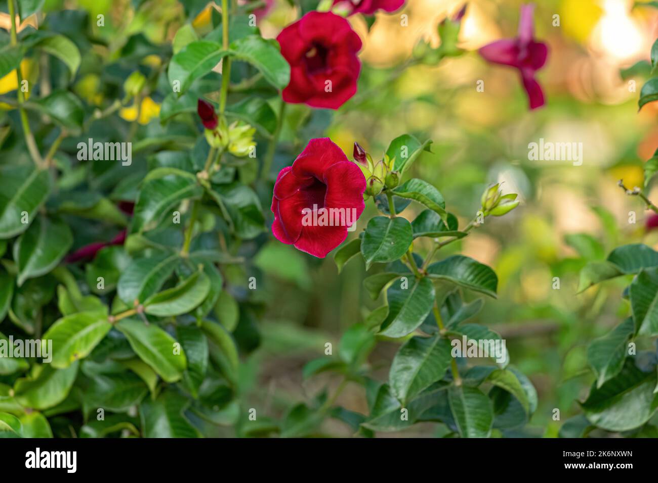 Allamanda Flowering Plant of the species Allamanda Stock Photo - Alamy