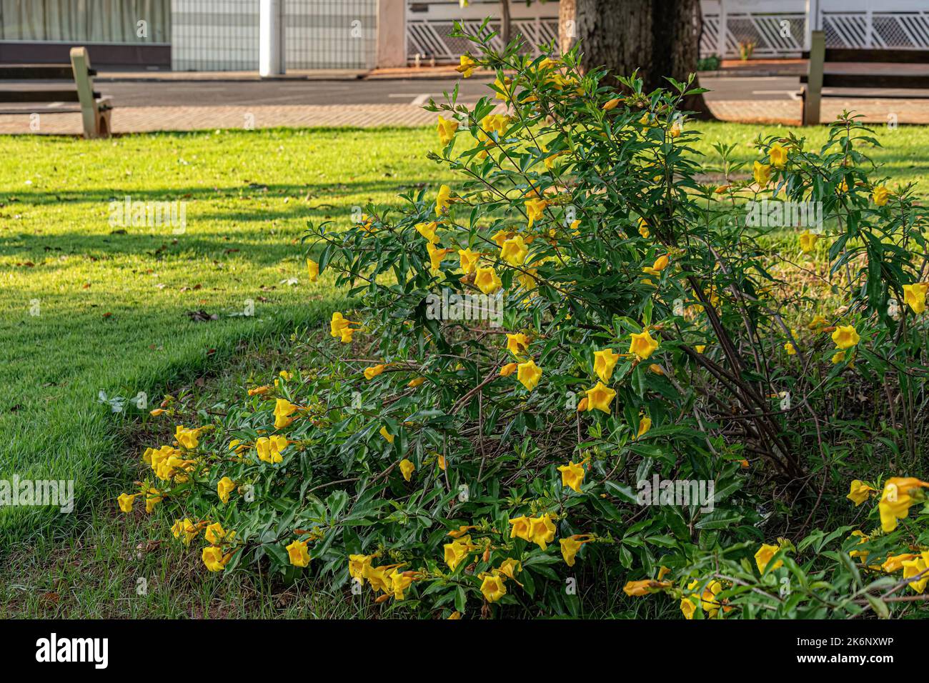 Allamanda Flowering Plant of the species Allamanda Stock Photo - Alamy