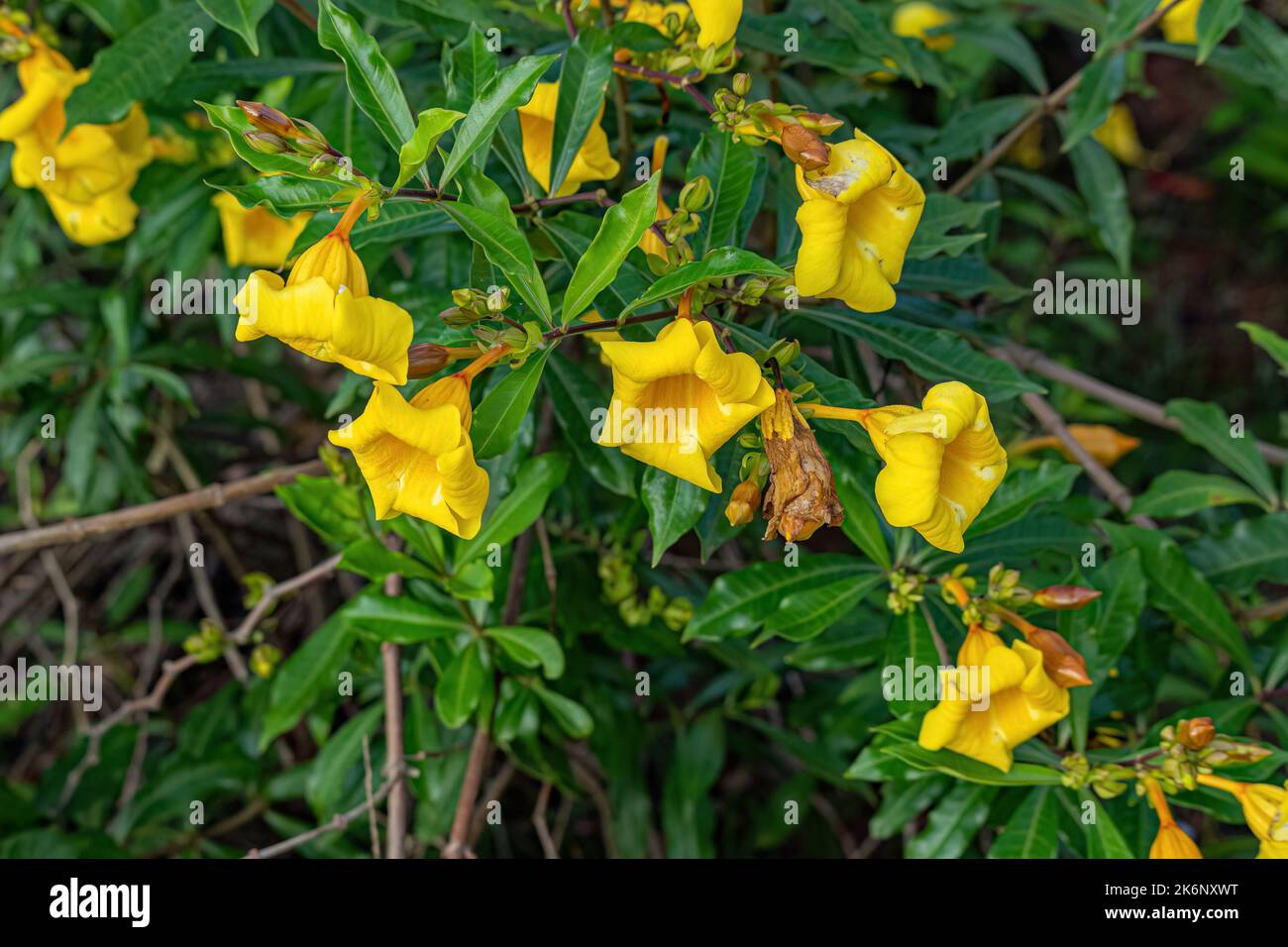 Allamanda Flowering Plant of the species Allamanda Stock Photo - Alamy