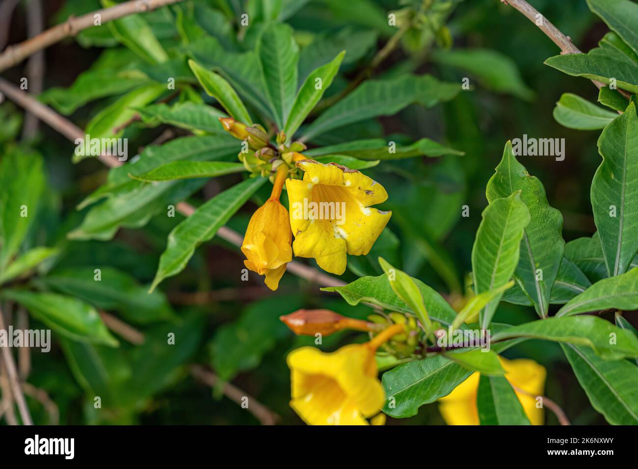 Allamanda Flowering Plant of the species Allamanda Stock Photo - Alamy
