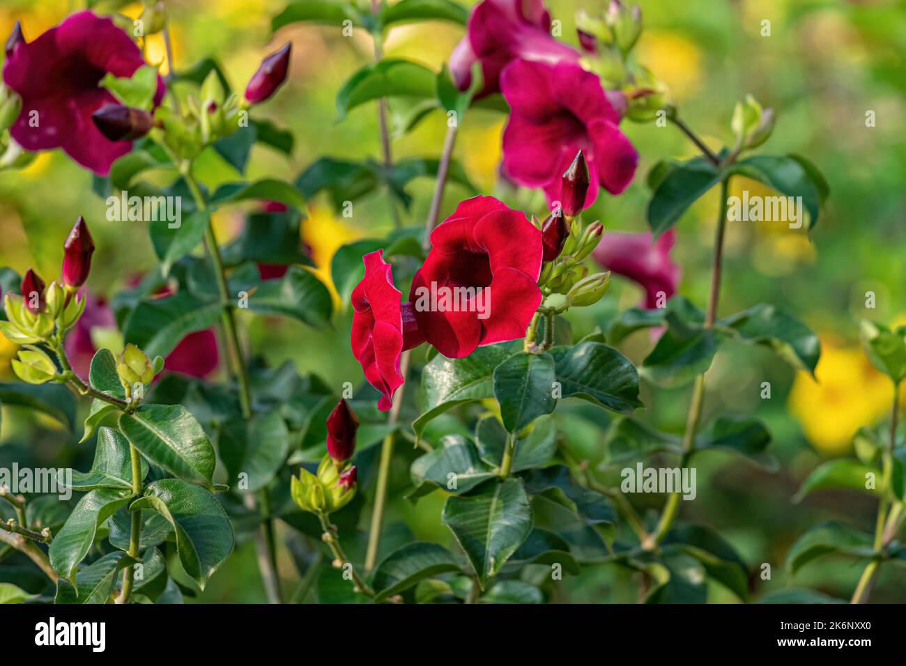 Allamanda Flowering Plant of the species Allamanda Stock Photo - Alamy