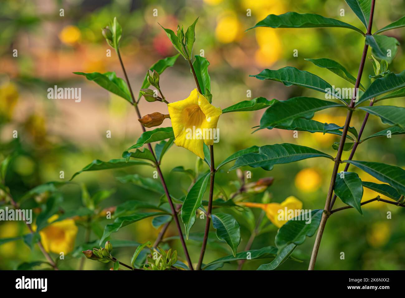 Allamanda Flowering Plant of the species Allamanda Stock Photo - Alamy