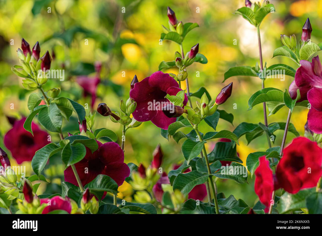Allamanda Flowering Plant of the species Allamanda Stock Photo - Alamy