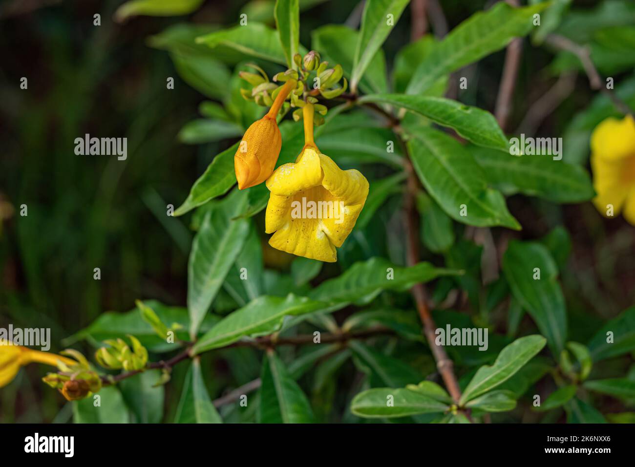 Allamanda Flowering Plant of the species Allamanda Stock Photo - Alamy