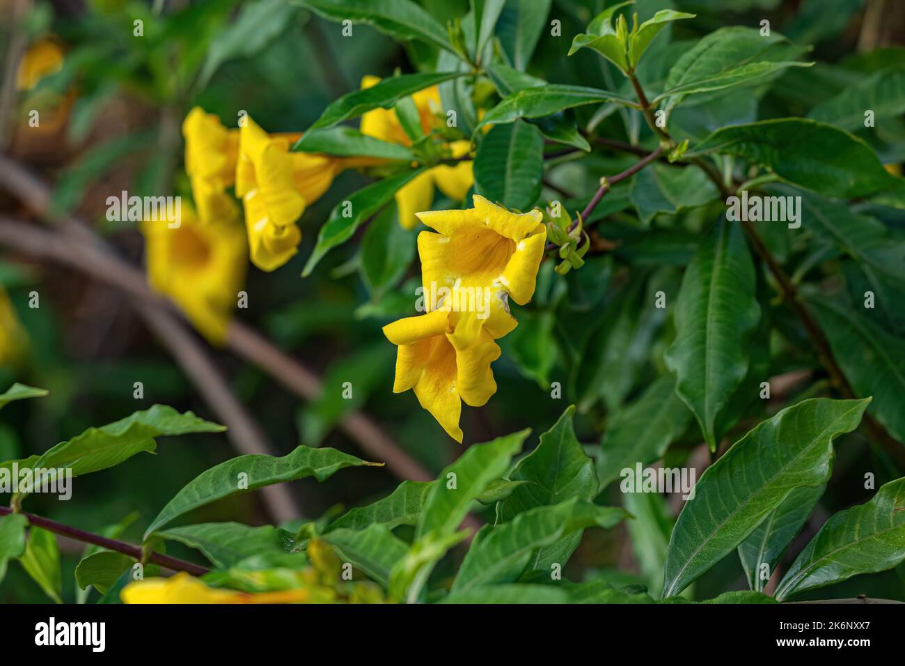 Allamanda Flowering Plant of the species Allamanda Stock Photo - Alamy